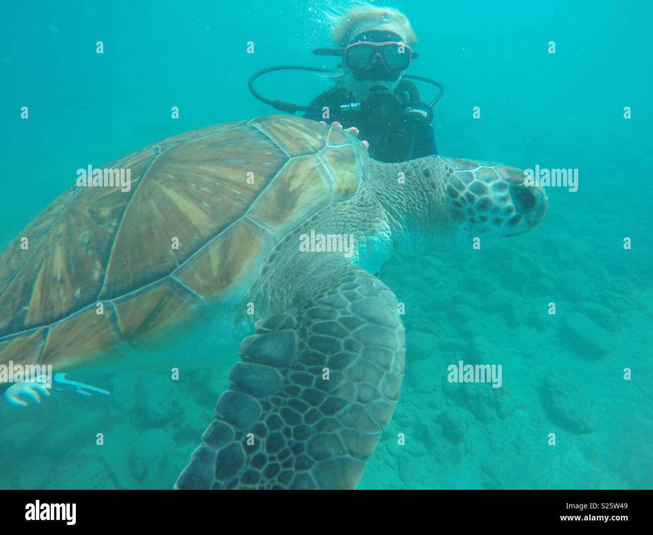 Turtle friend hi-res stock photography and images - Alamy