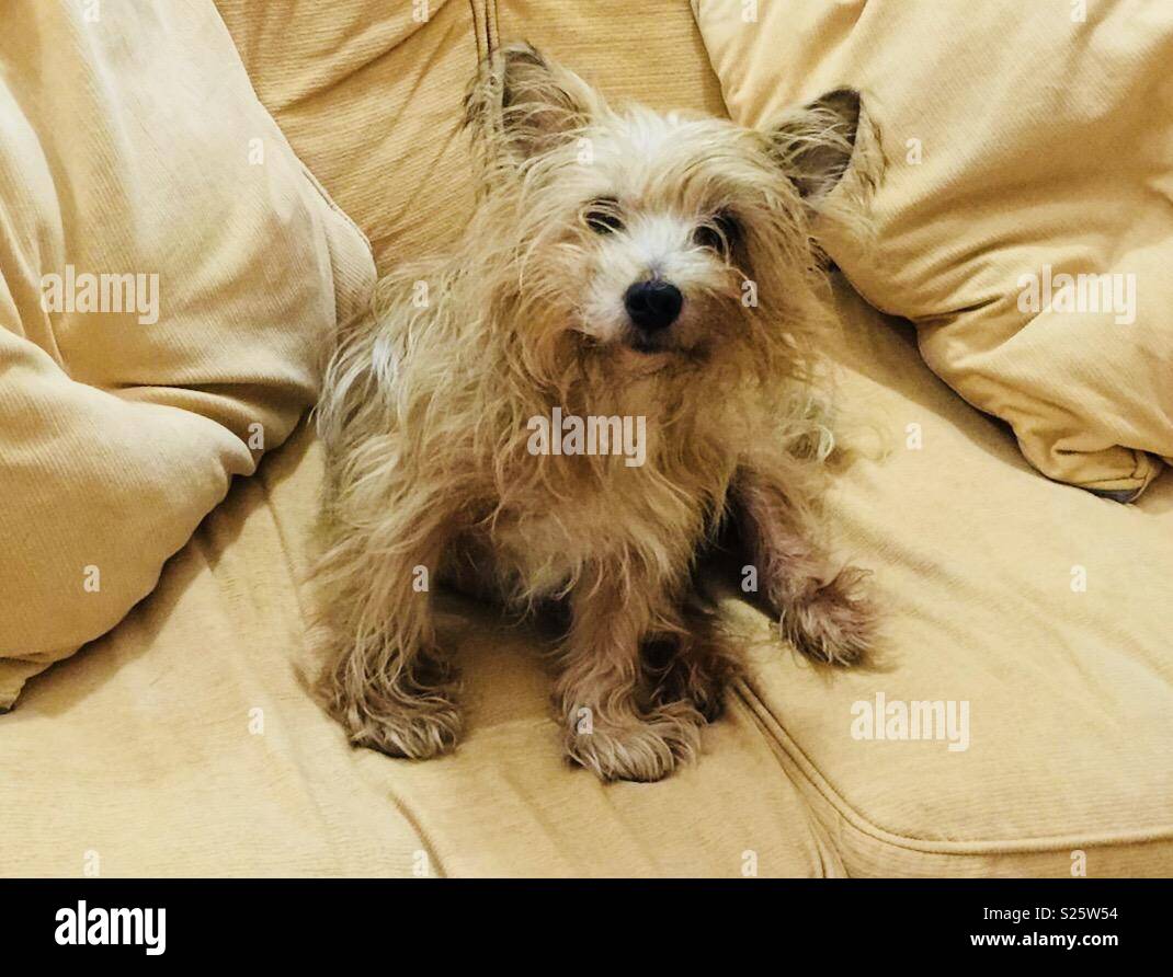 Shaggy Dog High Resolution Stock Photography and Images - Alamy