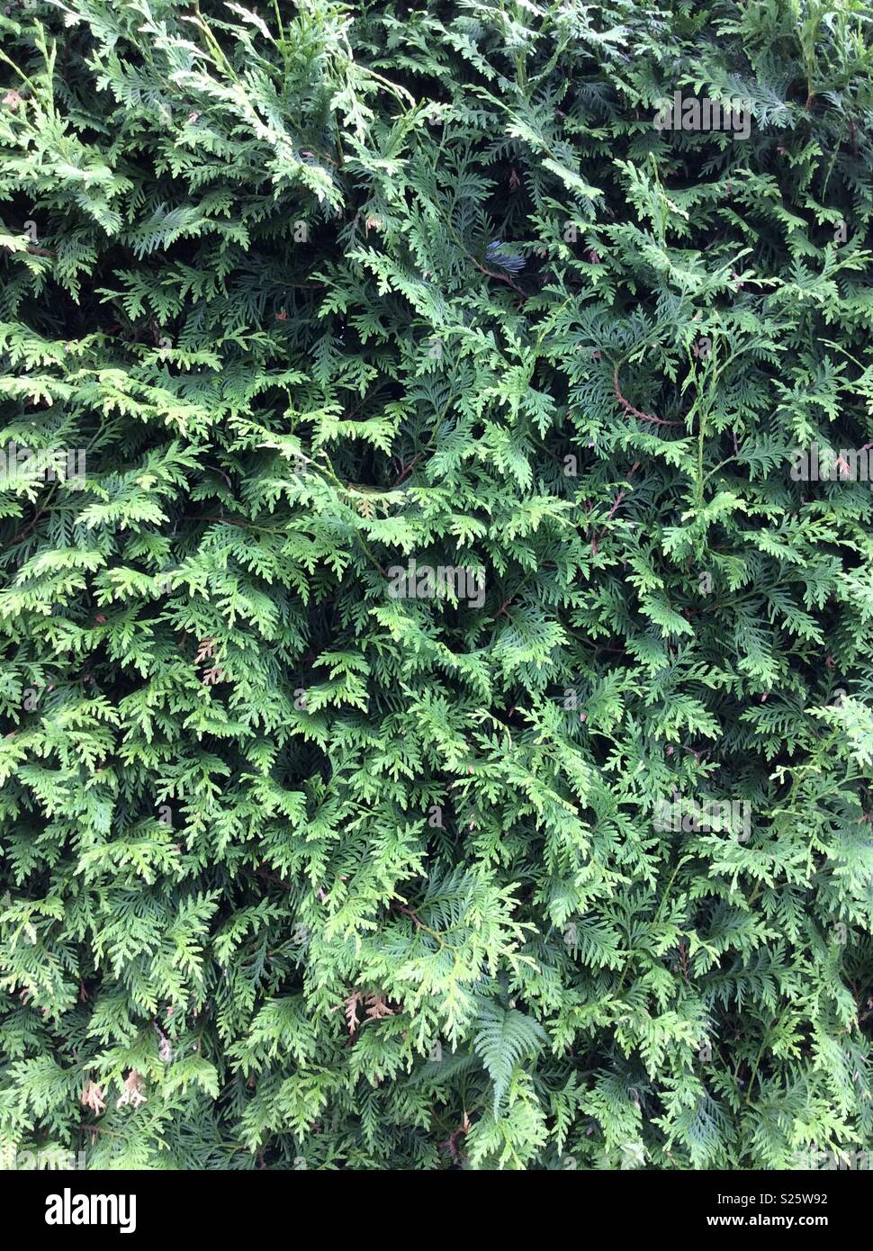 Vertical format of a thuja hedge Stock Photo - Alamy