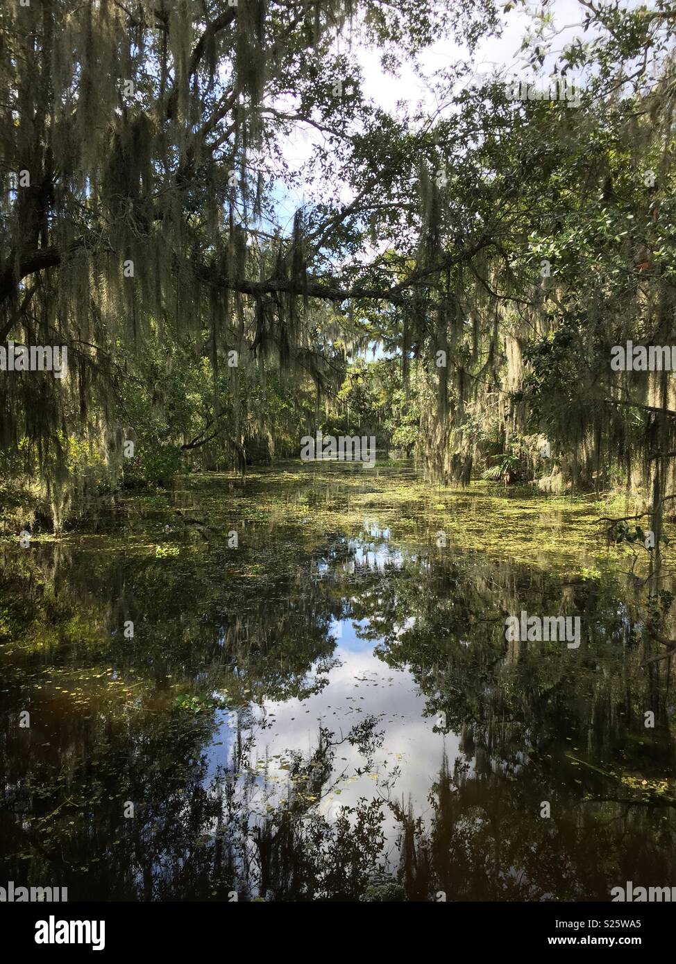 Swamp new orleans hi-res stock photography and images - Alamy