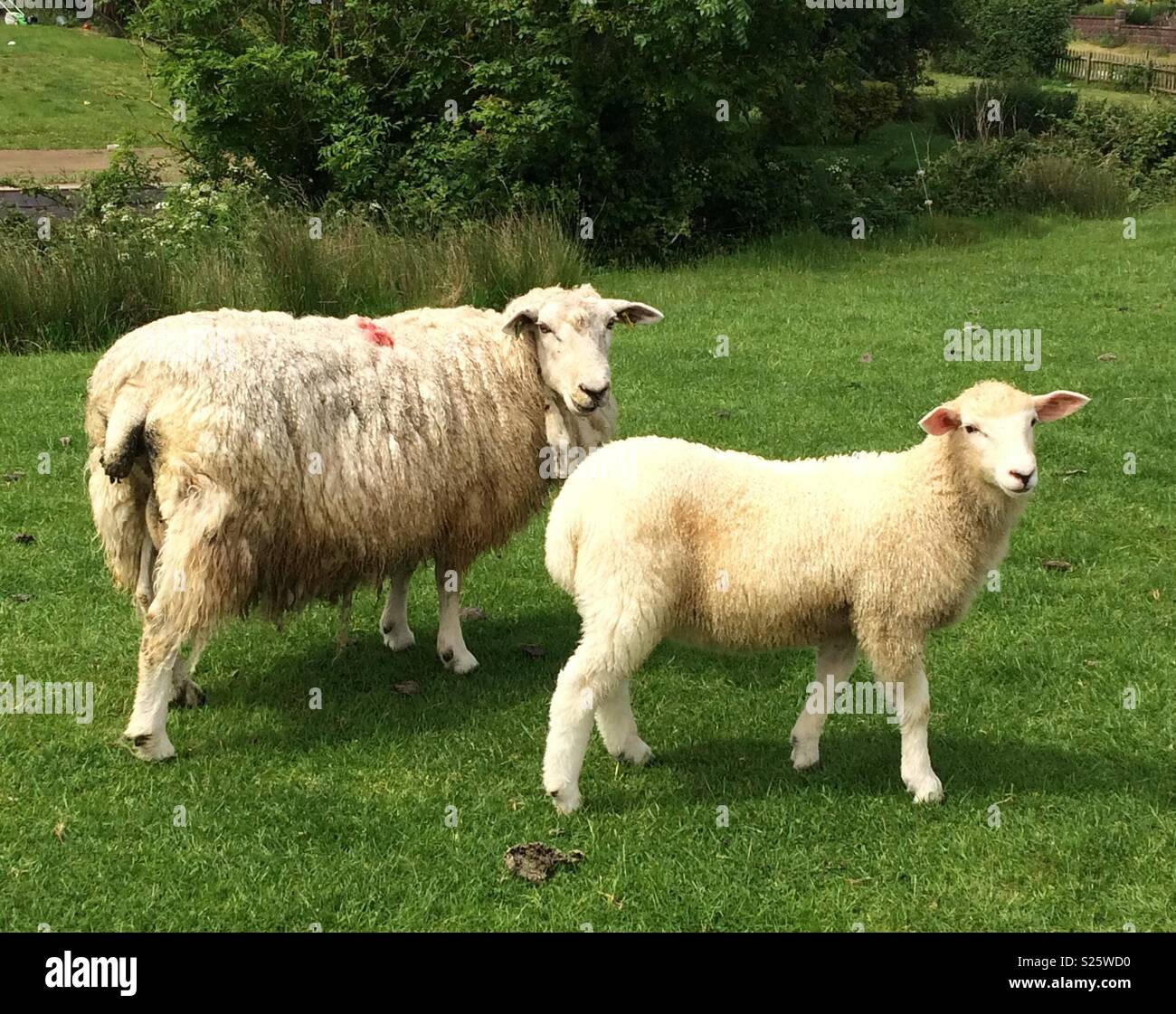Sheep and lamb Stock Photo - Alamy