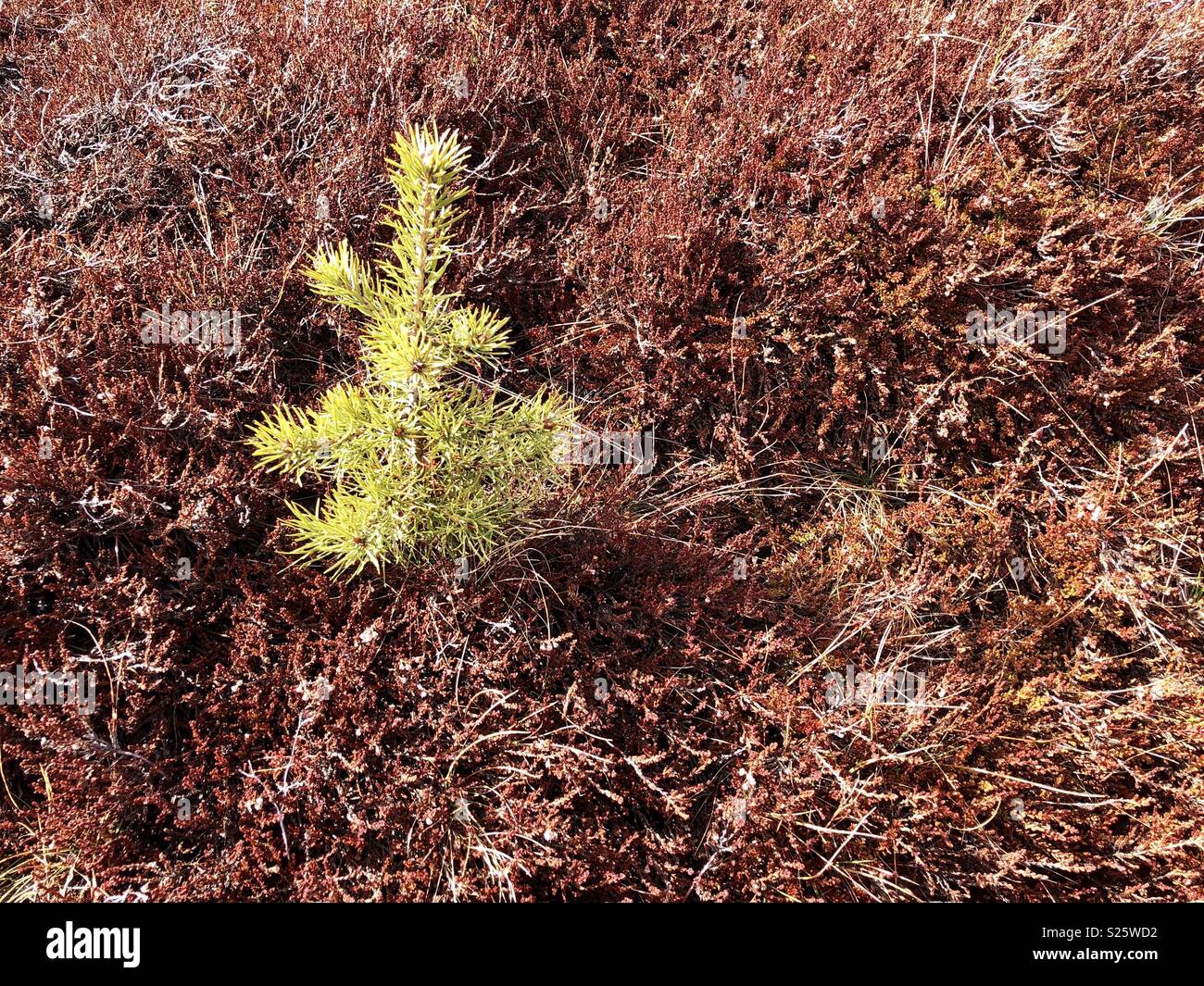 Young Pine Tree Stock Photo - Alamy