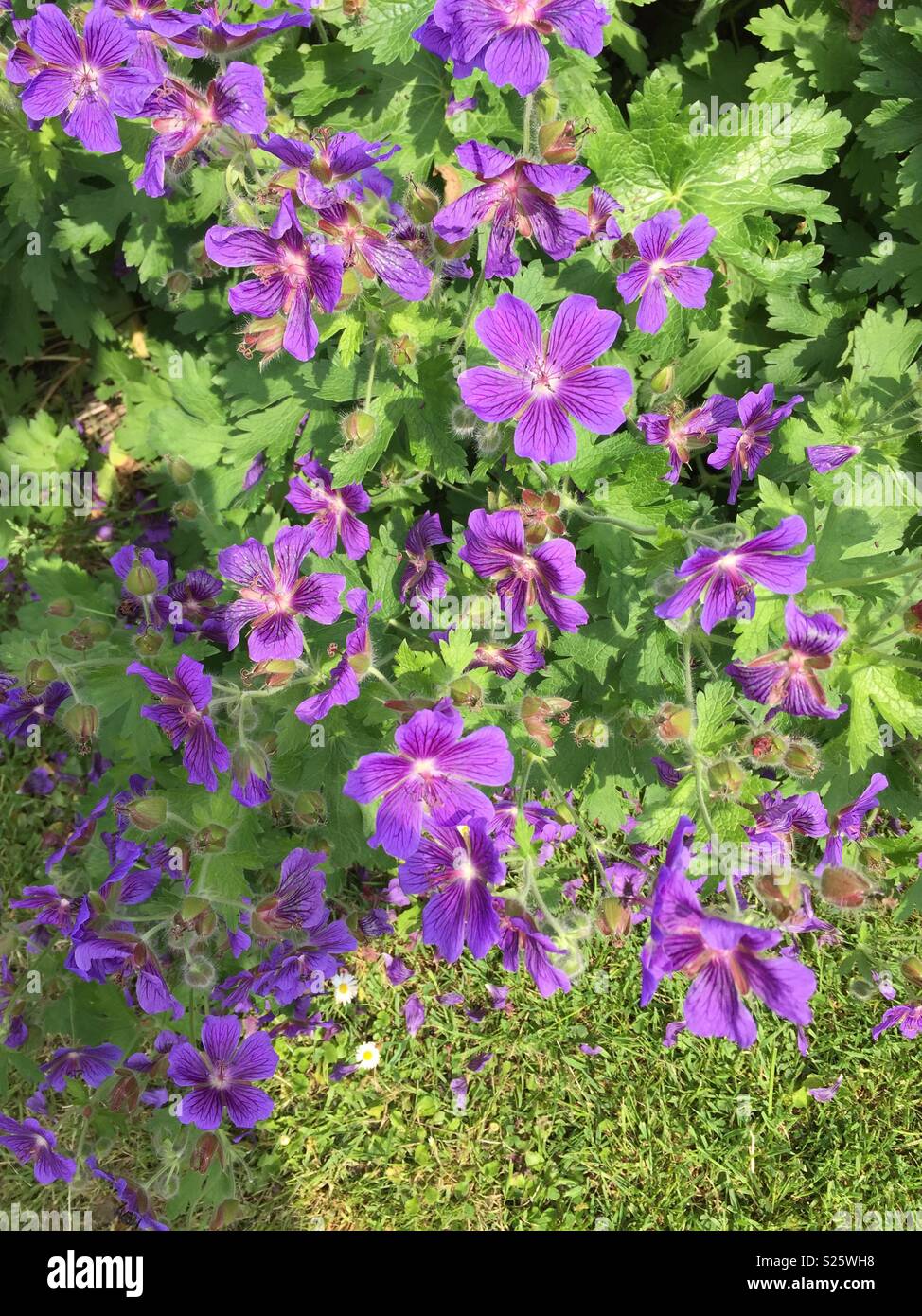Geraniums garden hi-res stock photography and images - Alamy