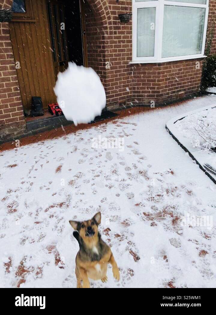 Little dog, big snowball Stock Photo - Alamy