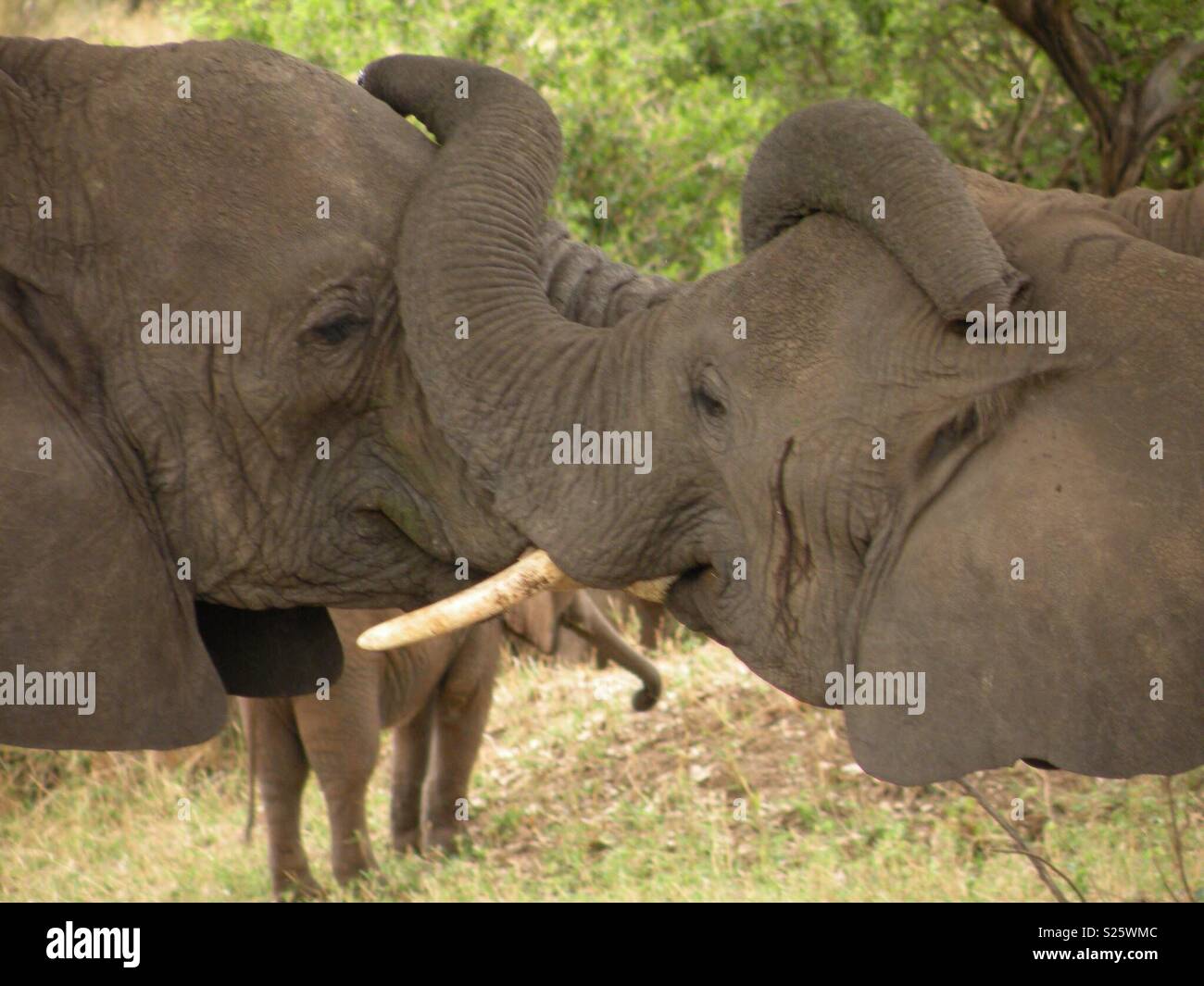 Elephants trunks together hi-res stock photography and images - Alamy