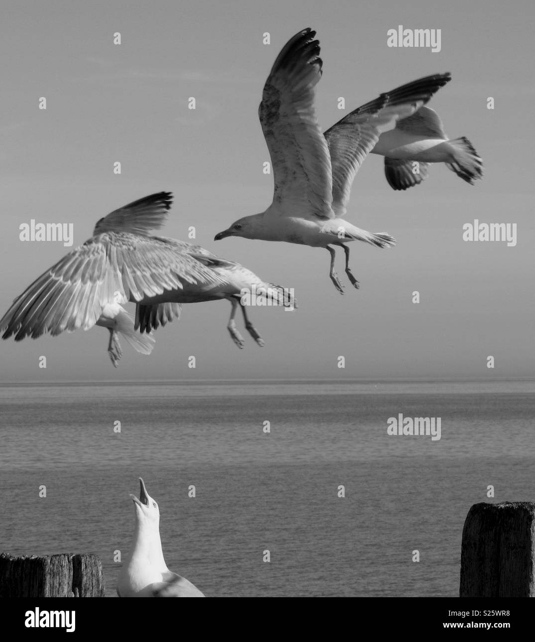 Look out below Stock Photo - Alamy