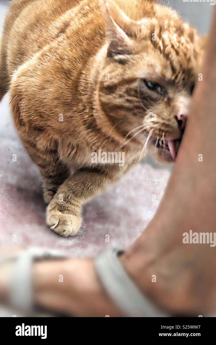 Cat is cuddling the leg of a human Stock Photo - Alamy