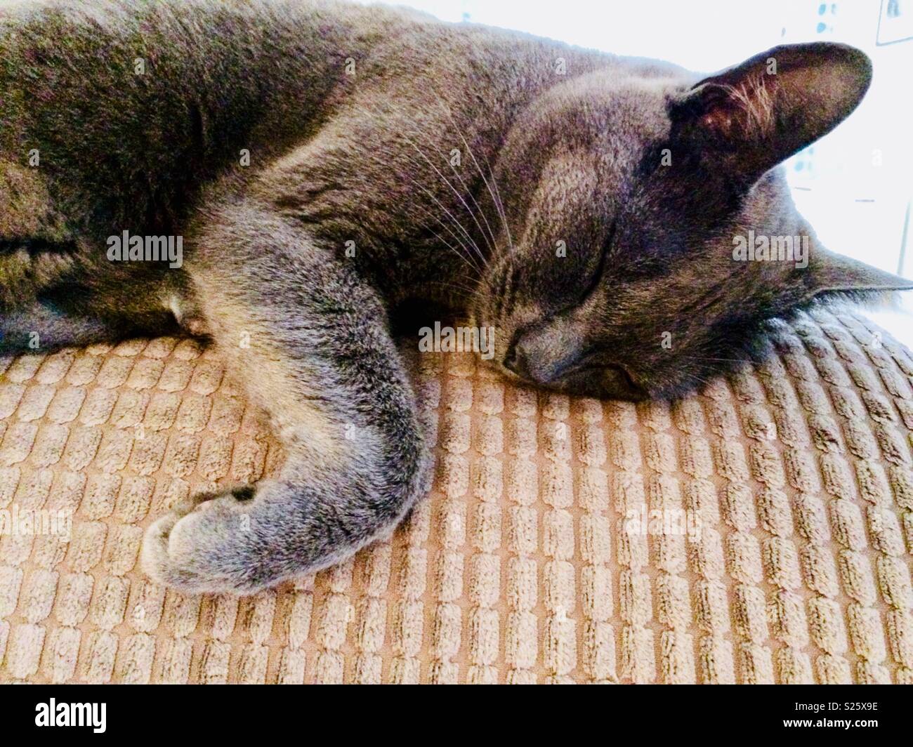 Sleeping grey cat hi-res stock photography and images - Alamy