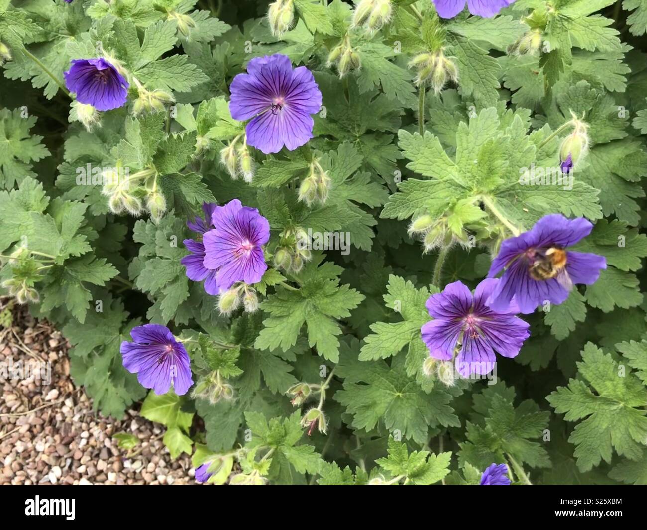 Bee landing on purple geraniums Stock Photo - Alamy