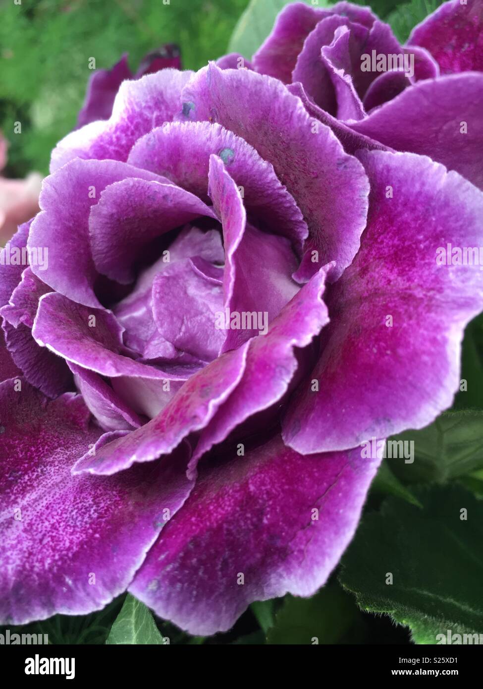 Purple rose and nature hi-res stock photography and images - Alamy