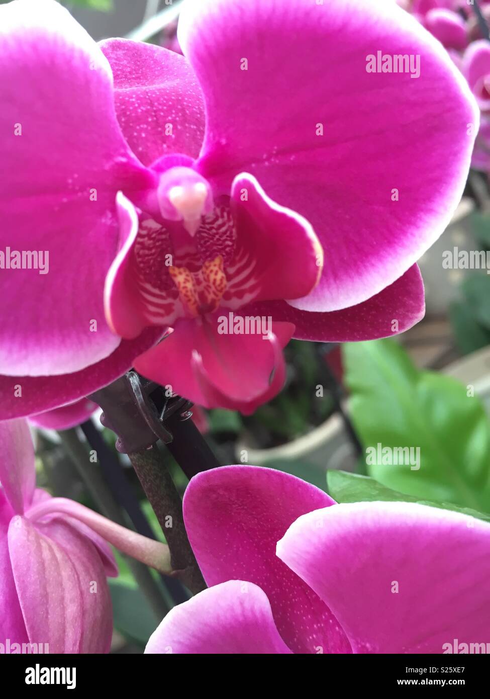 Wide open flowers hi-res stock photography and images - Alamy