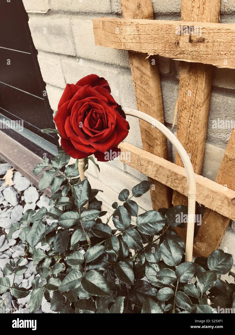 Summer rose bush hi-res stock photography and images - Alamy