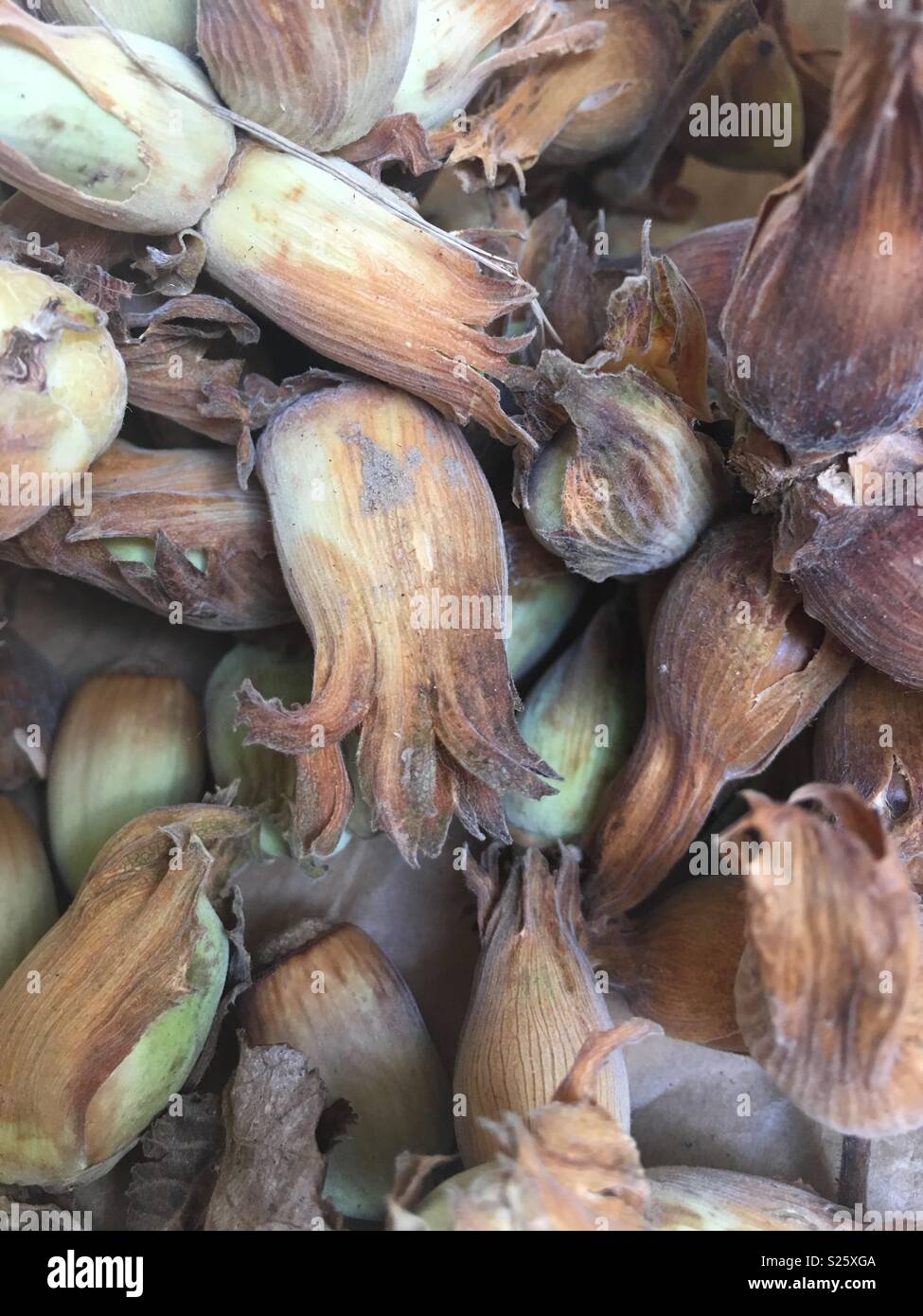 Nuts shell hi-res stock photography and images - Alamy