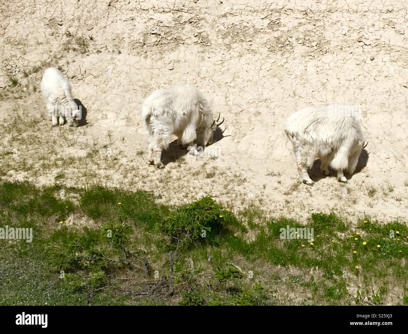 The three billy goats gruff hi-res stock photography and images - Alamy