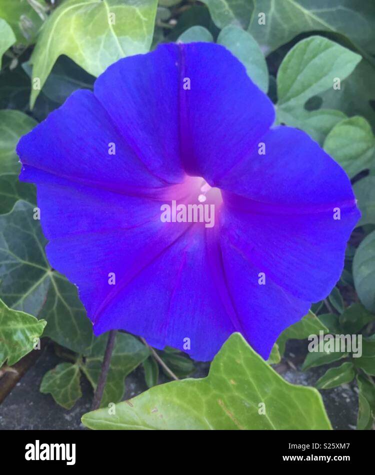 Single blue flower Stock Photo - Alamy
