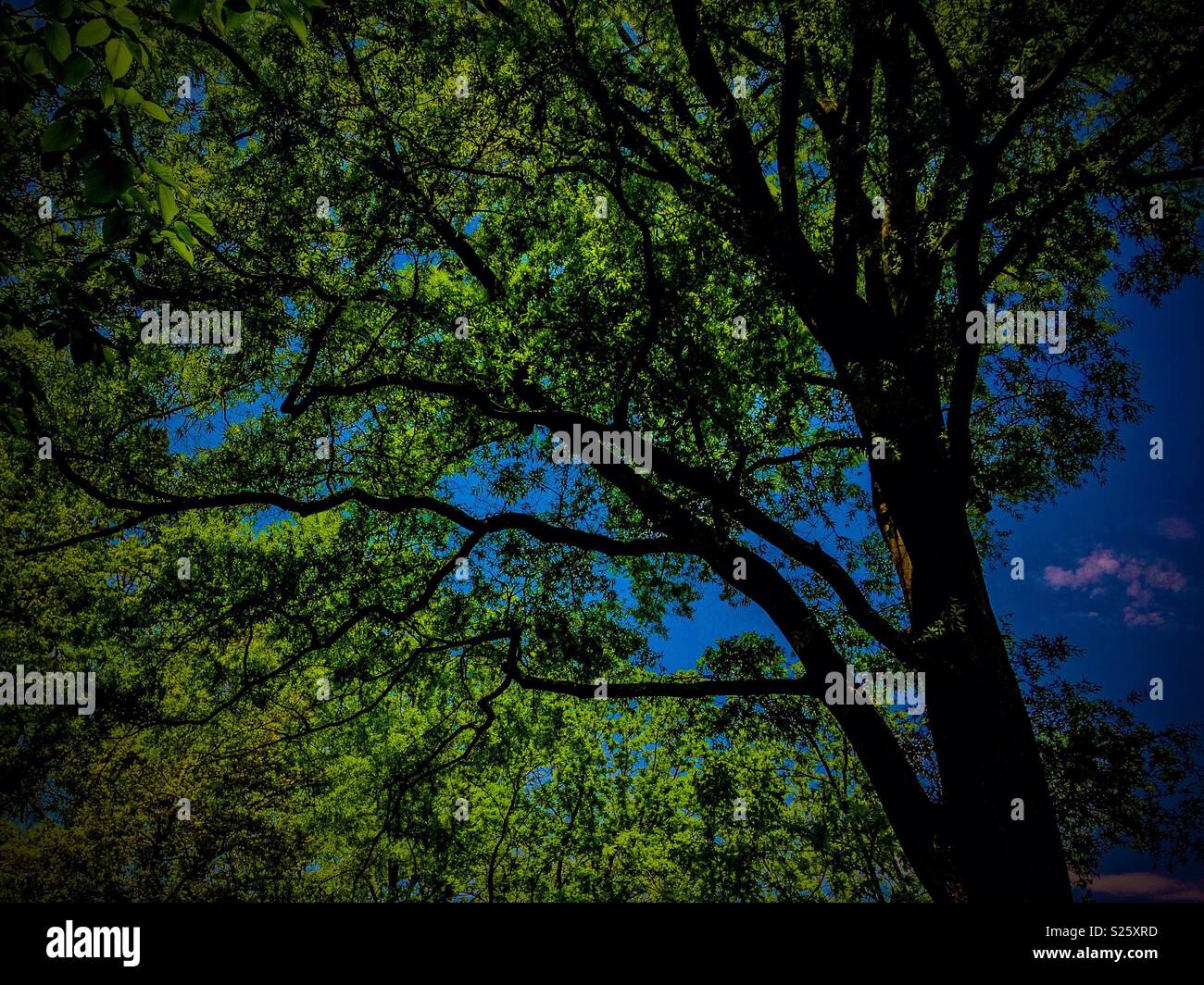 Pecan tree hi-res stock photography and images - Alamy