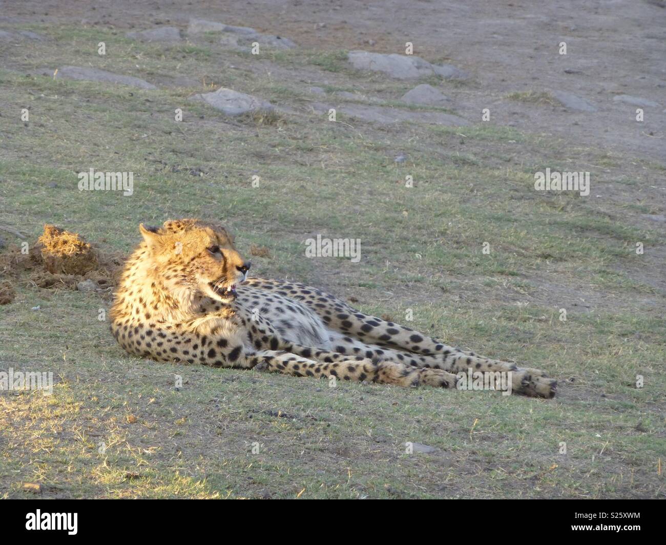 Cheetah sunbathing hi-res stock photography and images - Alamy