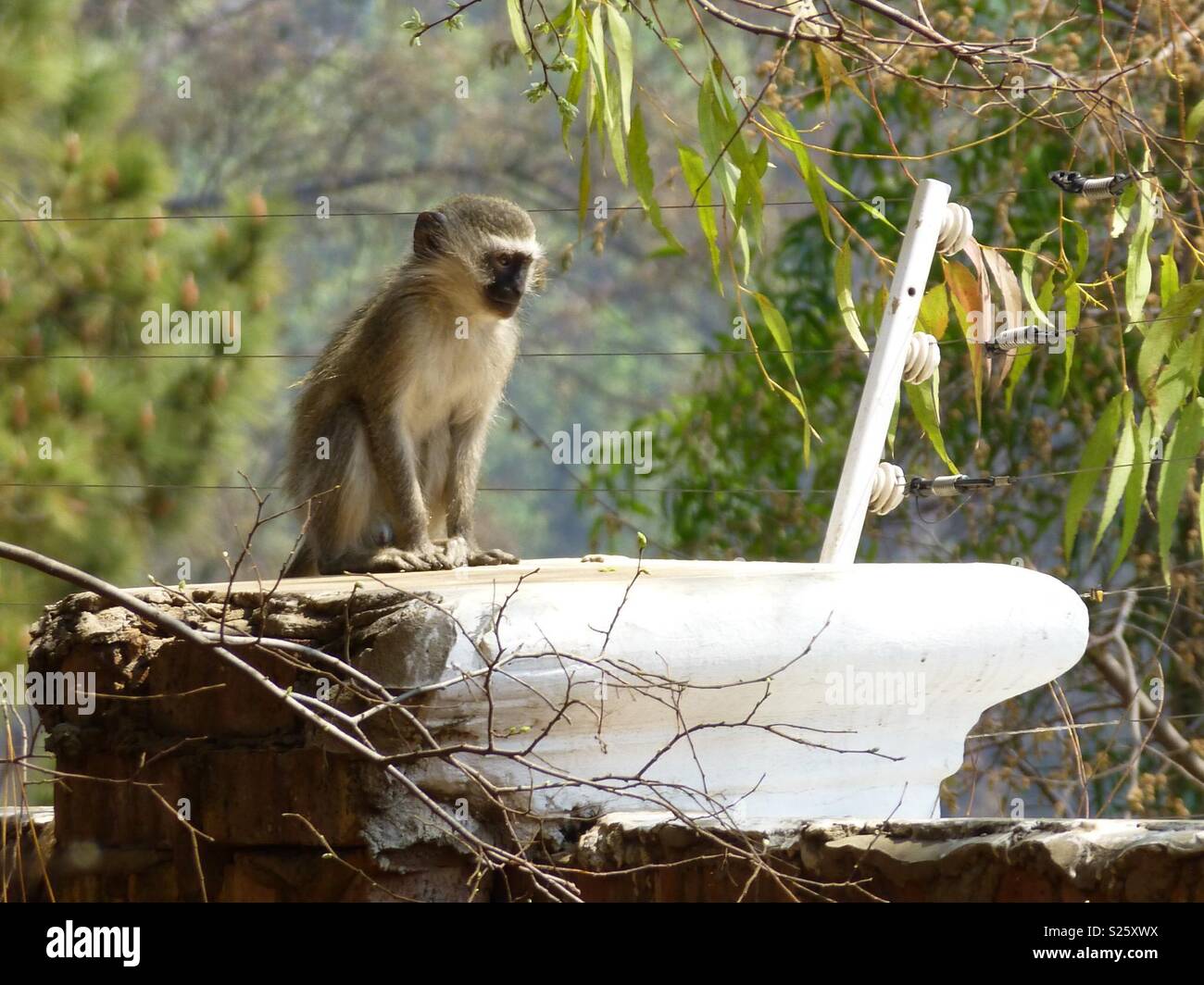 South african monkey hi-res stock photography and images - Alamy