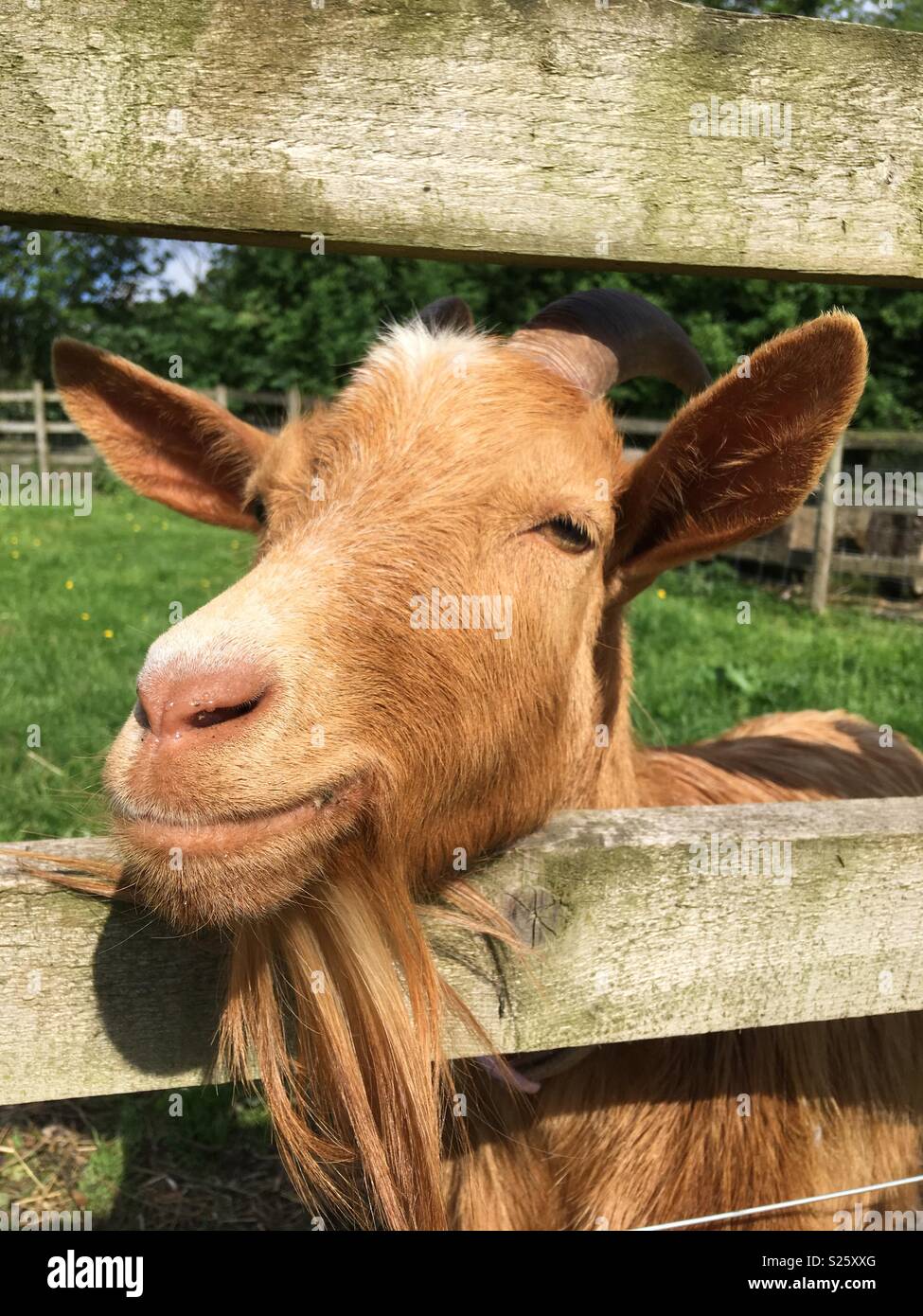 Happy Smile Goat High Resolution Stock Photography and Images - Alamy