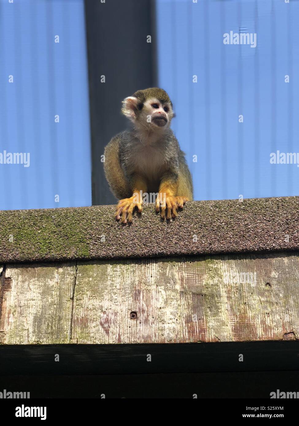 Cheeky monkey hi-res stock photography and images - Alamy