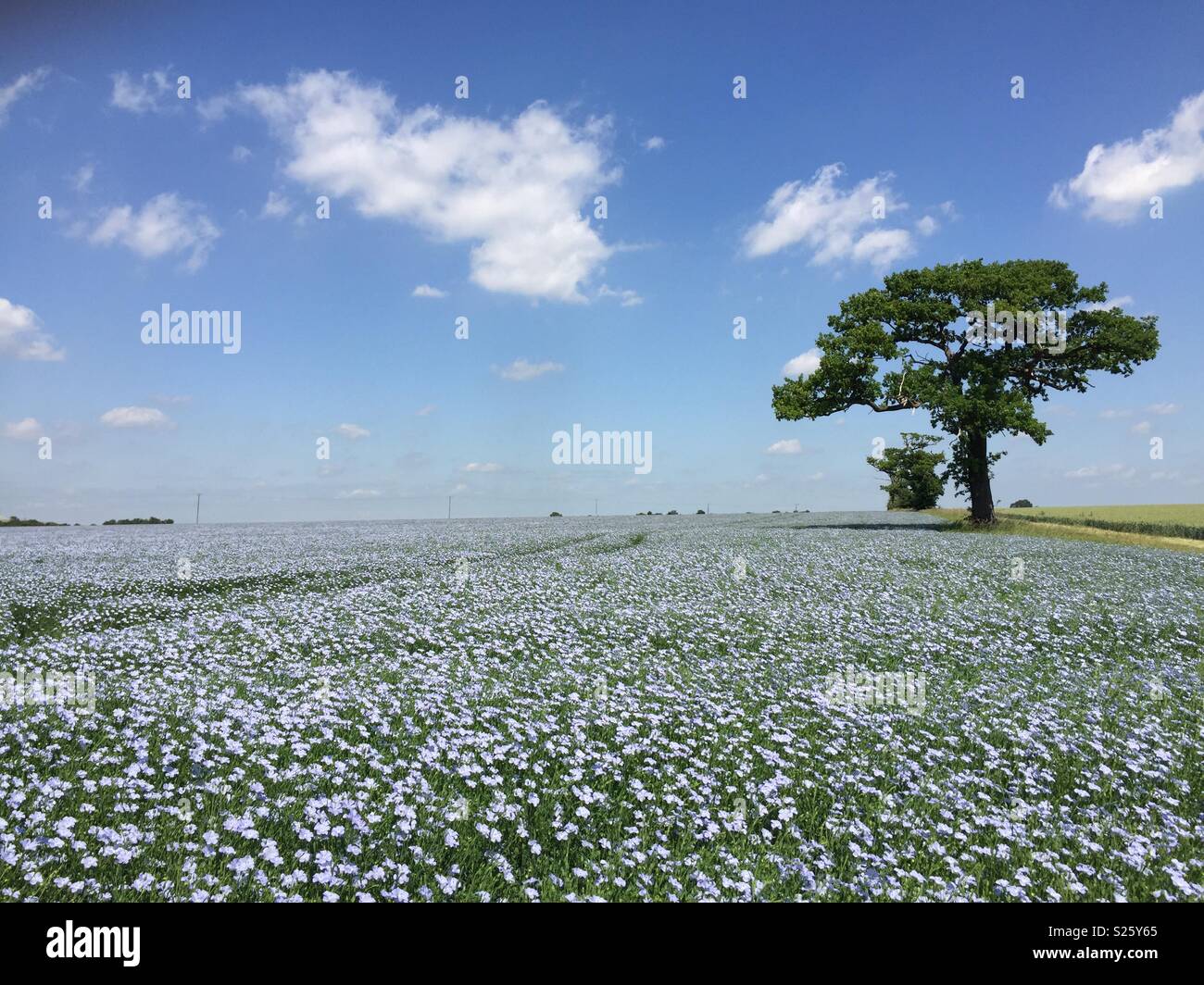 Waving tree hi-res stock photography and images - Alamy