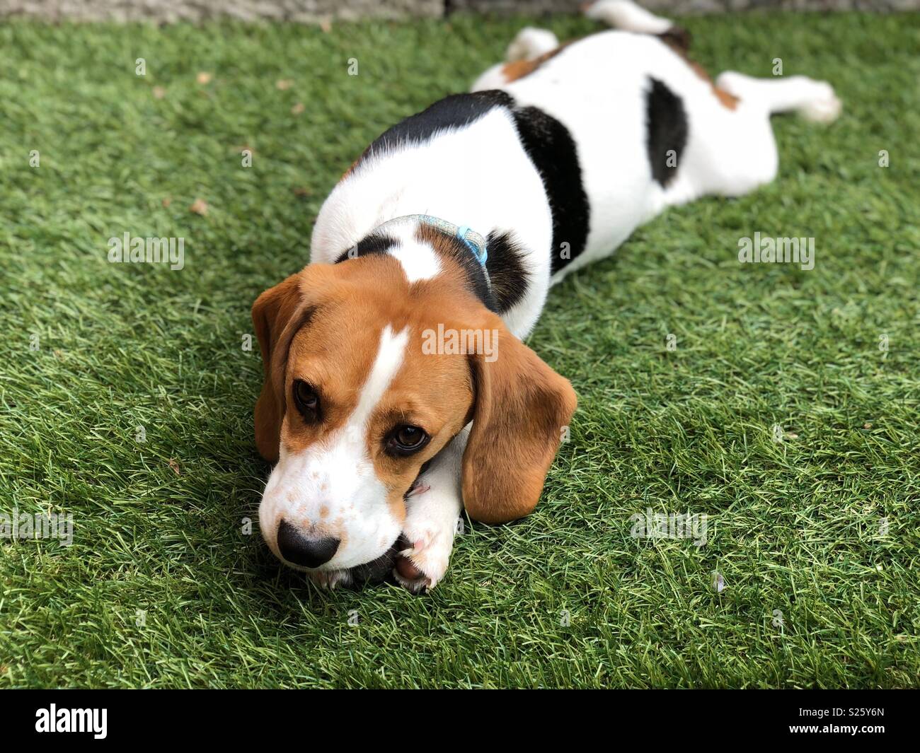 Puppy beagle hi-res stock photography and images - Alamy