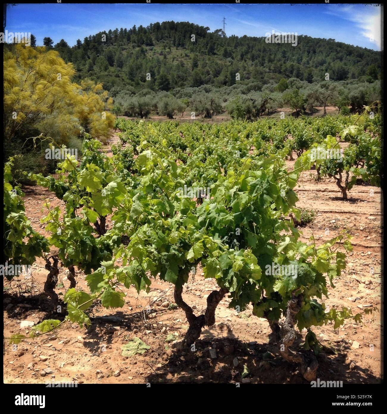 Cariñena grape hi-res stock photography and images - Alamy