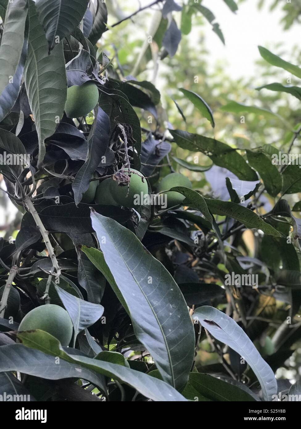 Pakistani mango hi-res stock photography and images - Alamy
