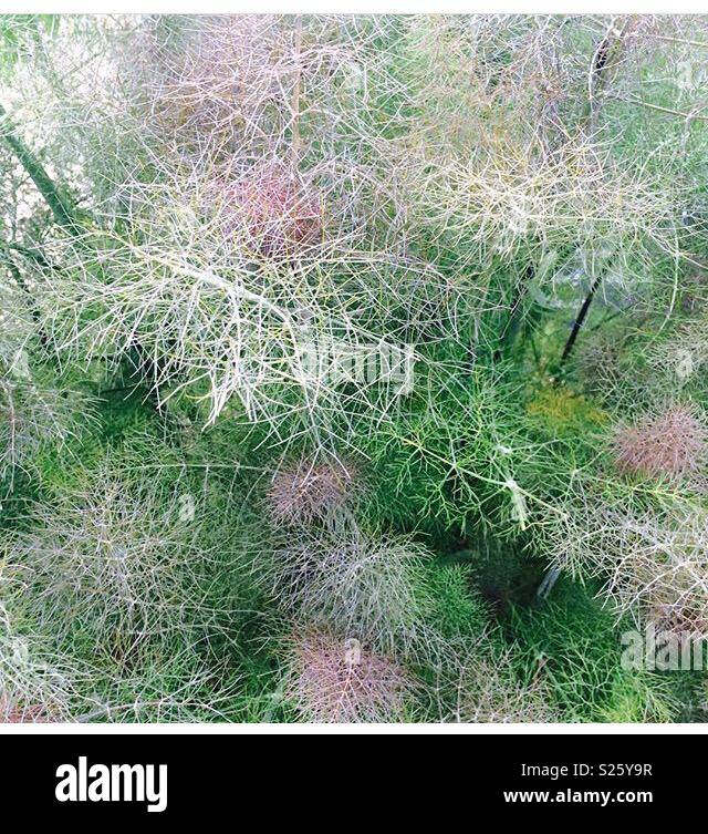 Soft ferns hi-res stock photography and images - Alamy