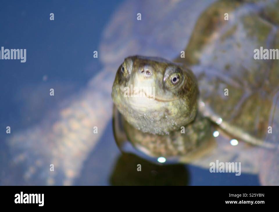 Hello turtle hi-res stock photography and images - Alamy
