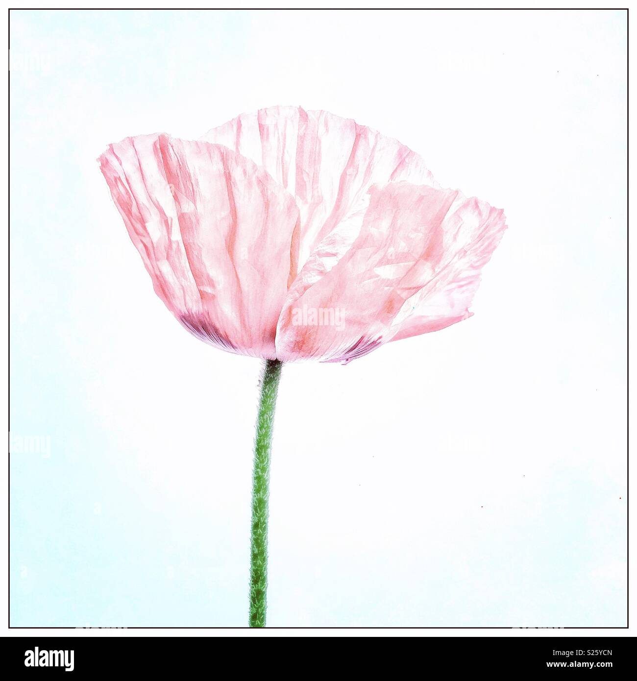 A single pink Poppy Stock Photo - Alamy