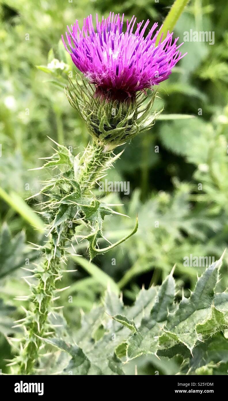 Knapweed plants hi-res stock photography and images - Alamy