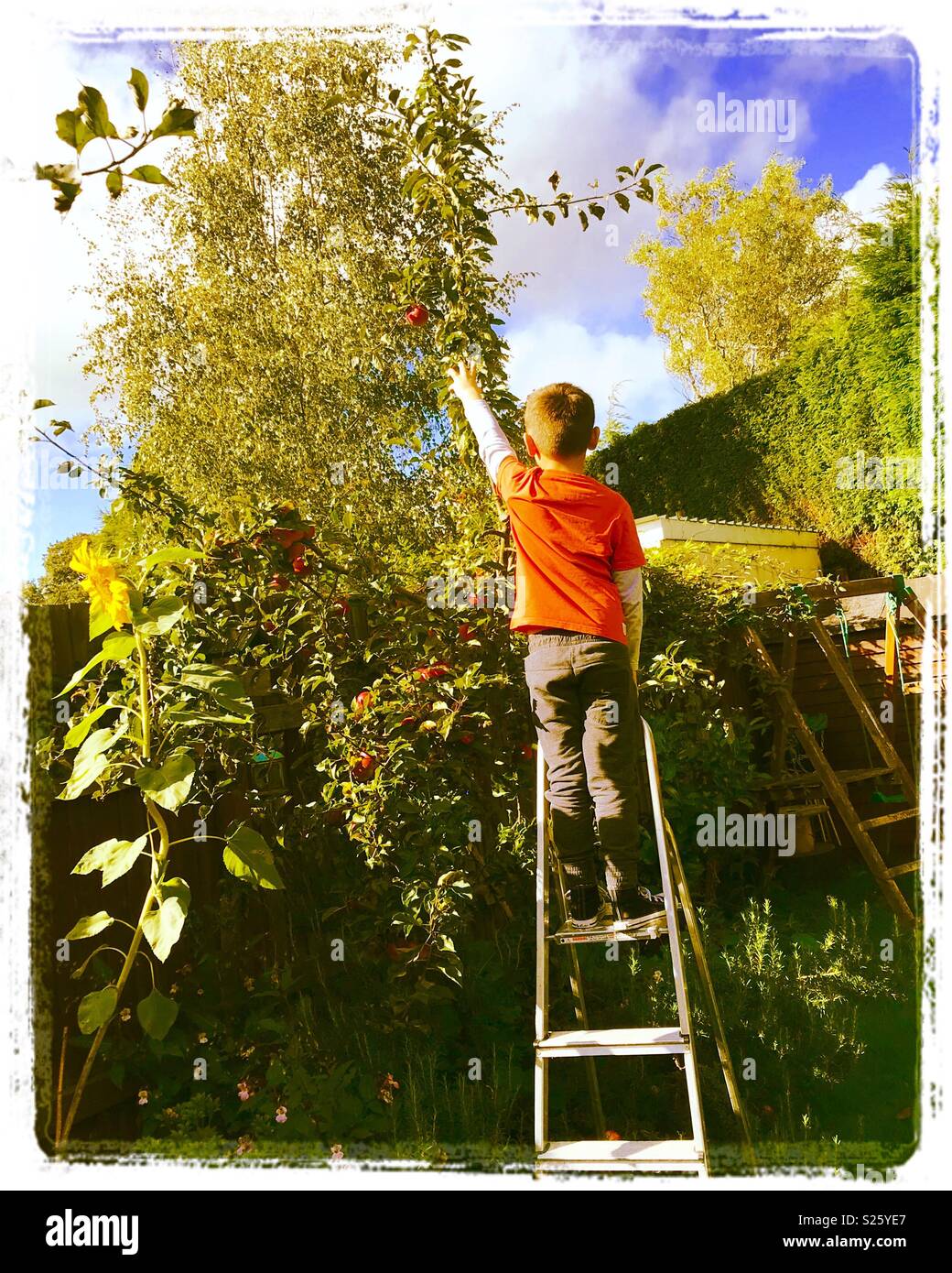 Ladder tree apple reach hi-res stock photography and images - Alamy