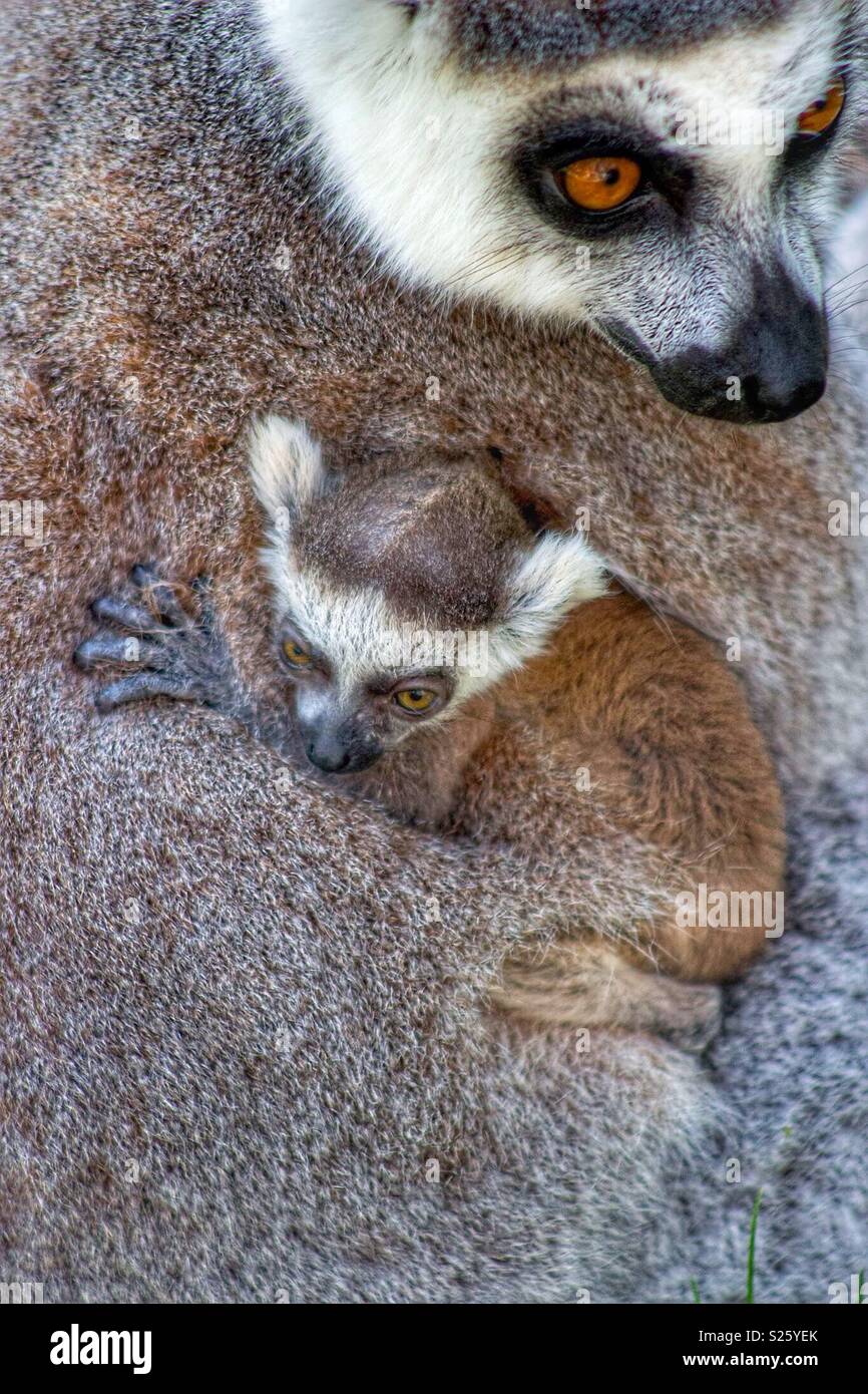 Mother Lemur holding baby Lemur in her arms Stock Photo - Alamy