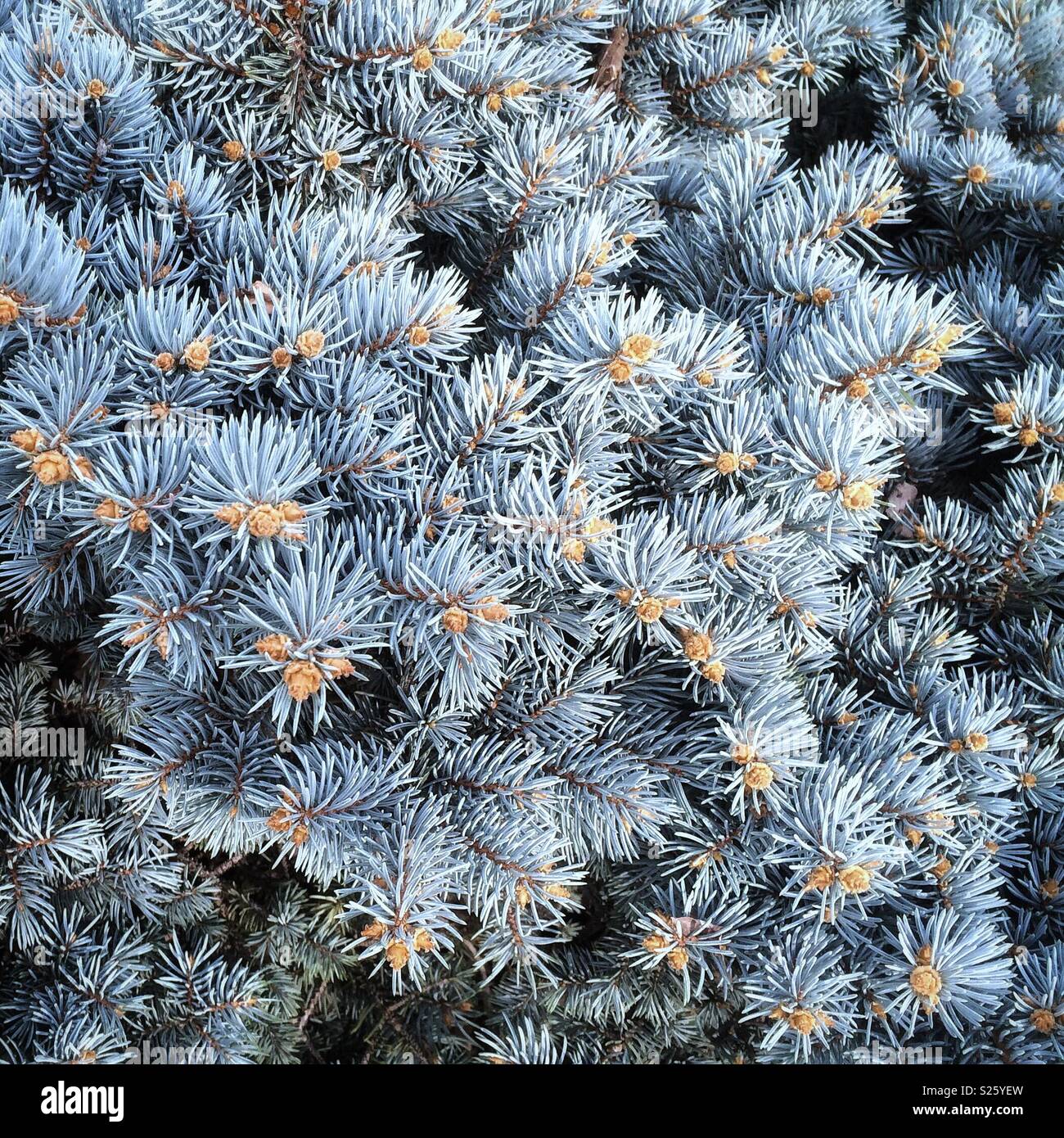 Texture plants hi-res stock photography and images - Alamy