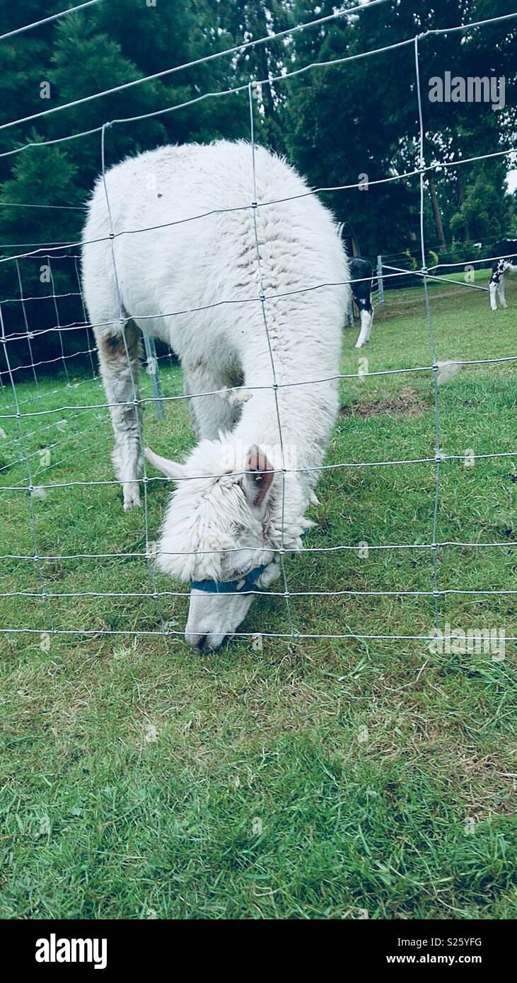 Llama field hi-res stock photography and images - Alamy