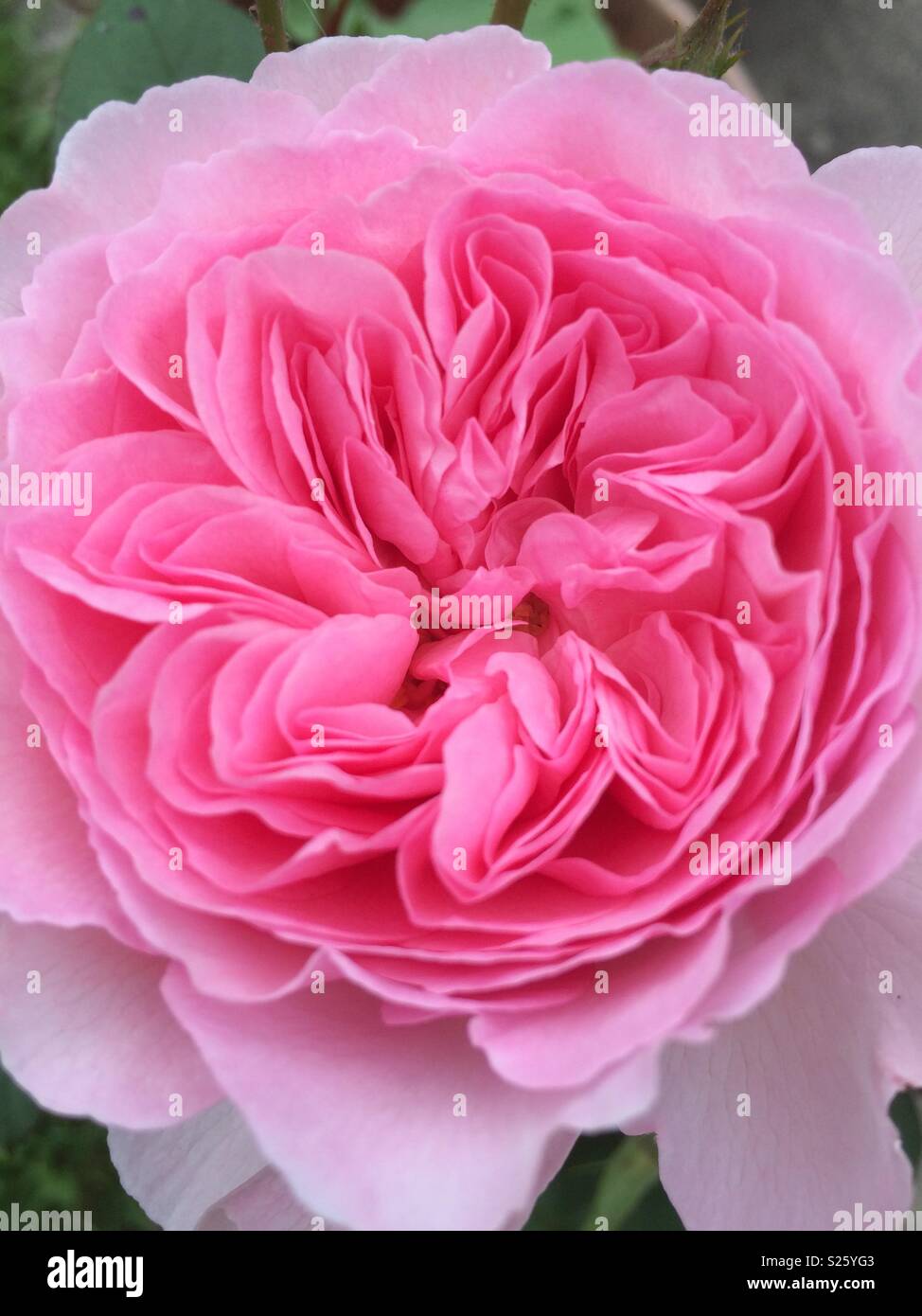 Pink Ancient Mariner rose Stock Photo - Alamy