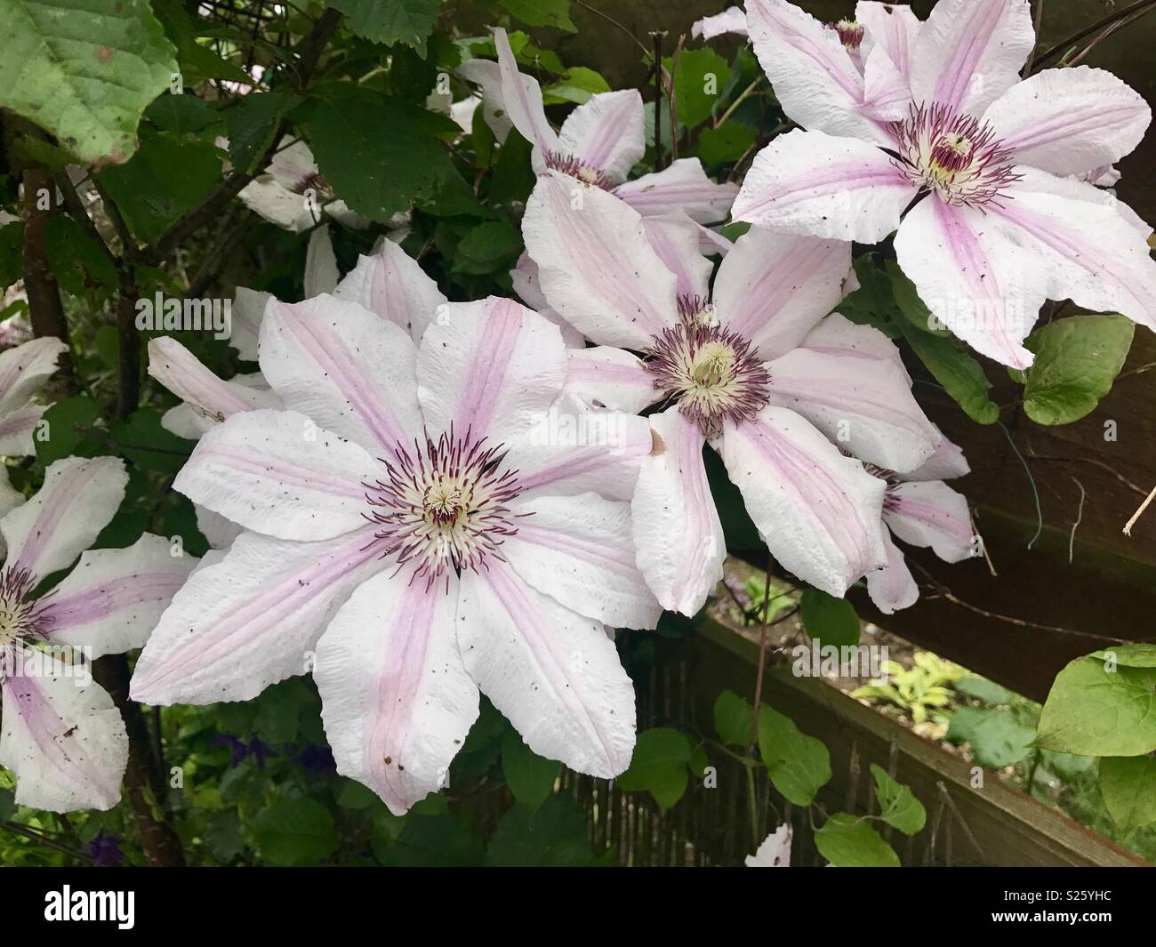 Clematis blooms hi-res stock photography and images - Alamy