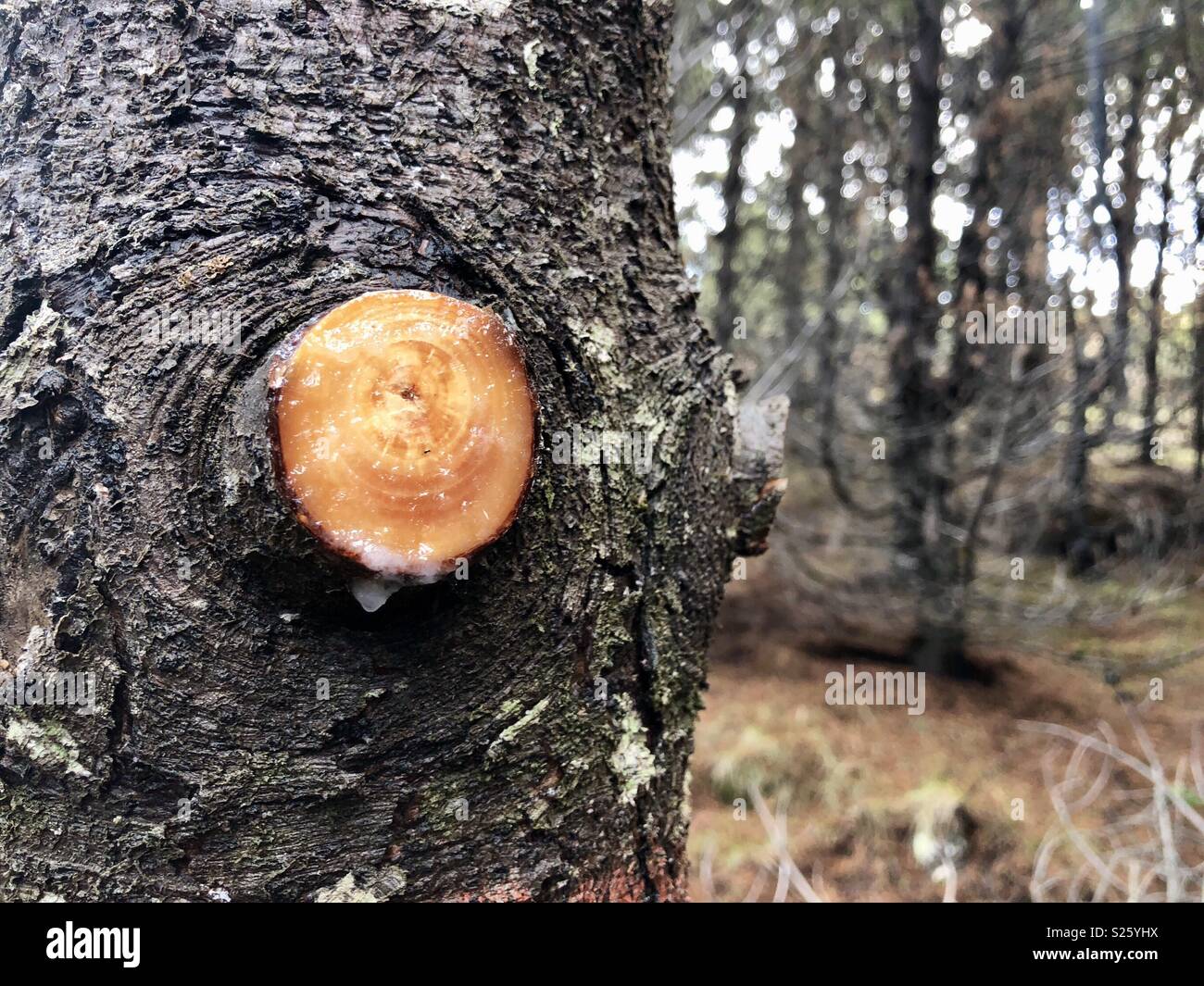 Tree Sap From Sawed Branch Stock Photo - Alamy