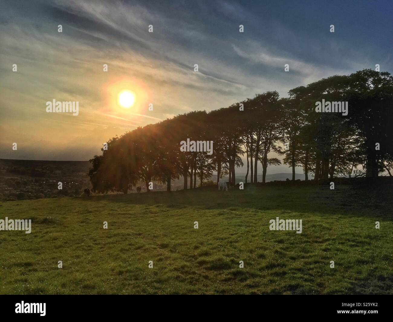 Otley chevin trees hi-res stock photography and images - Alamy