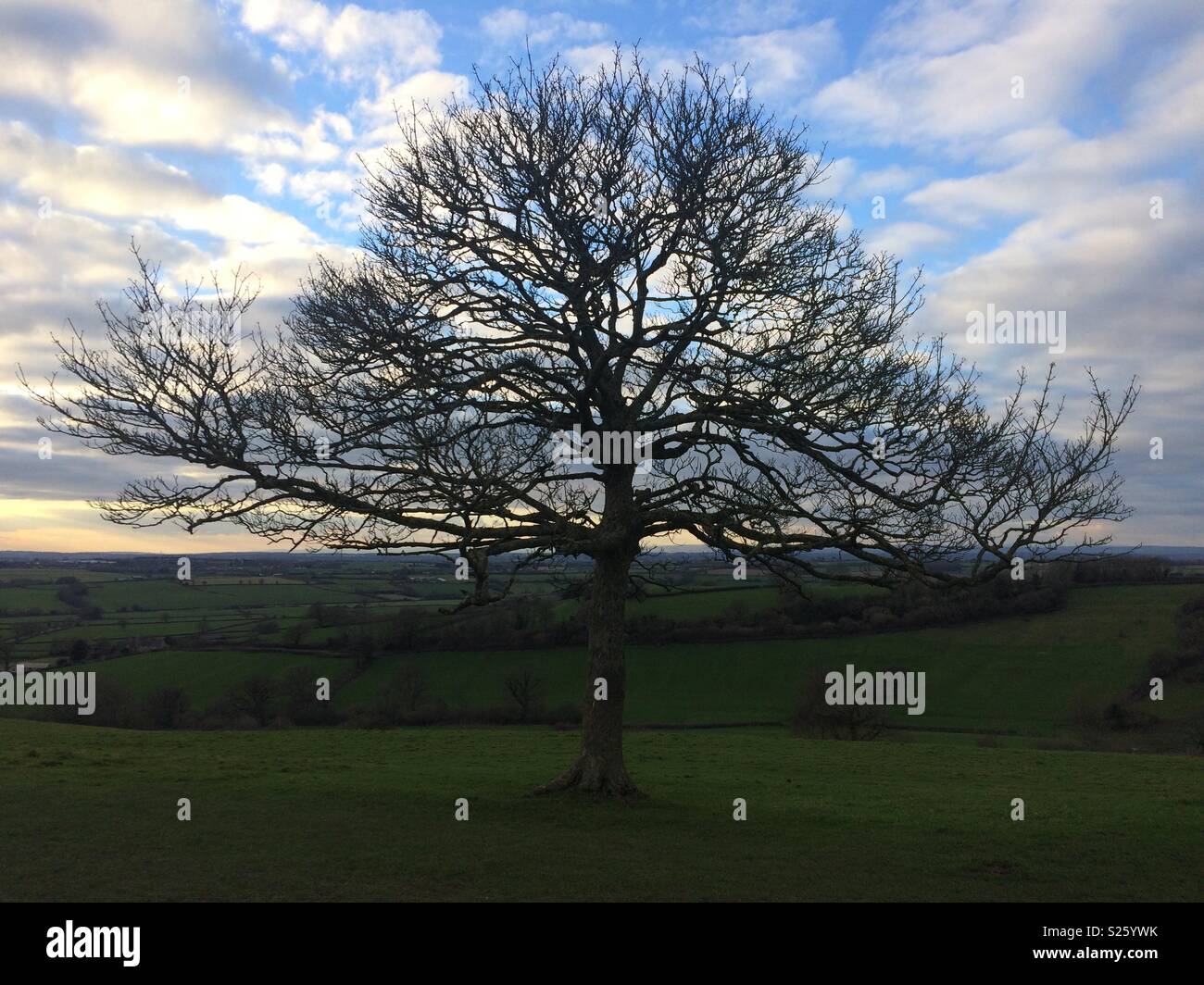 Iconic tree. Dyrham Park, UK Stock Photo - Alamy
