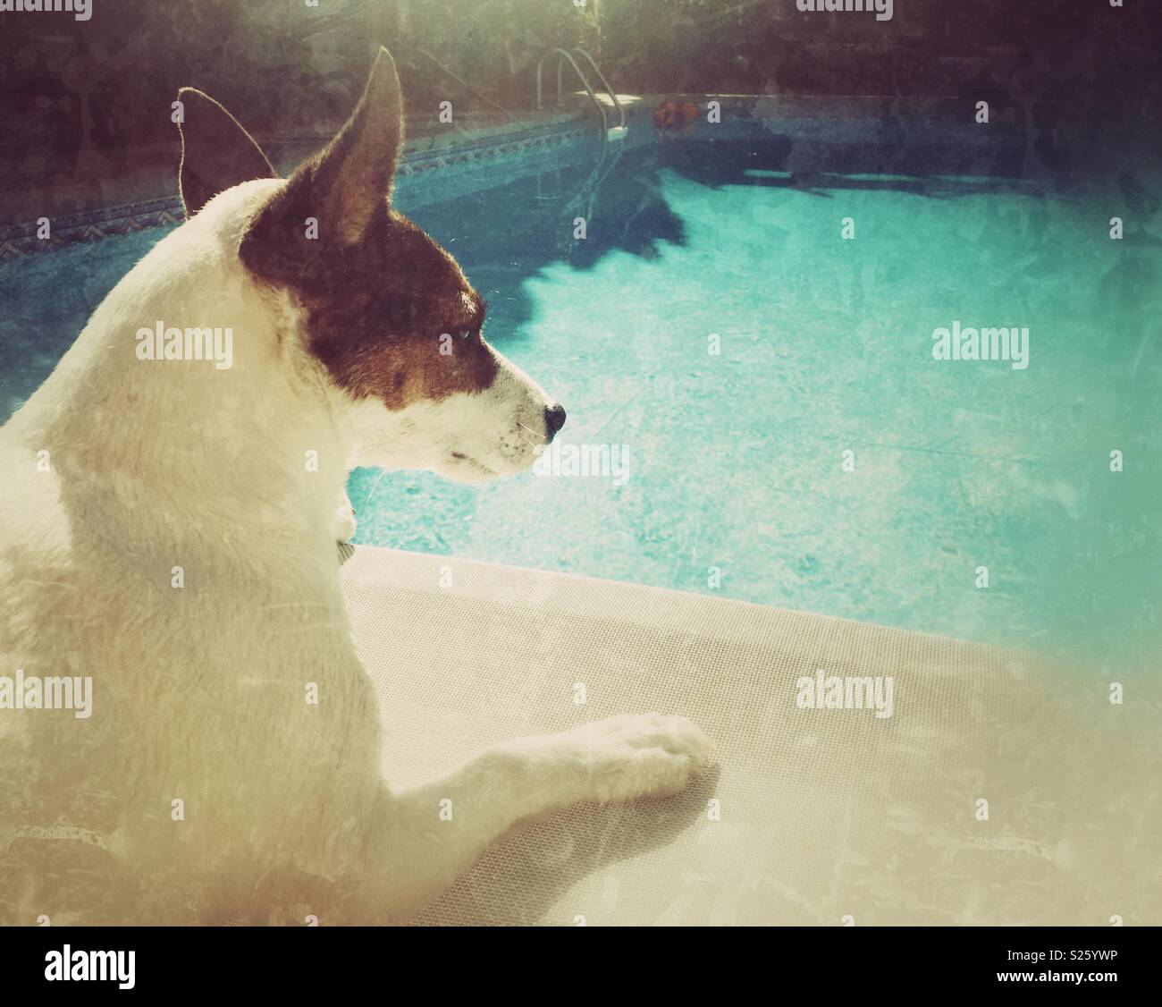 Dog lounging by outdoor swimming pool. Grunge edit. Room for copy Stock ...