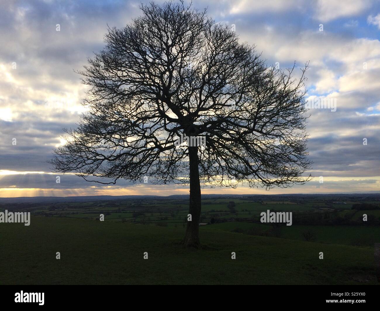 Iconic tree 2. Dyrham Park, UK Stock Photo - Alamy