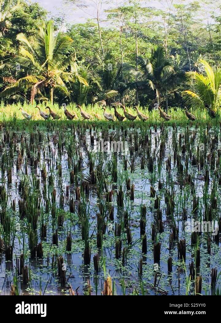 Duck rice field fields hi-res stock photography and images - Alamy