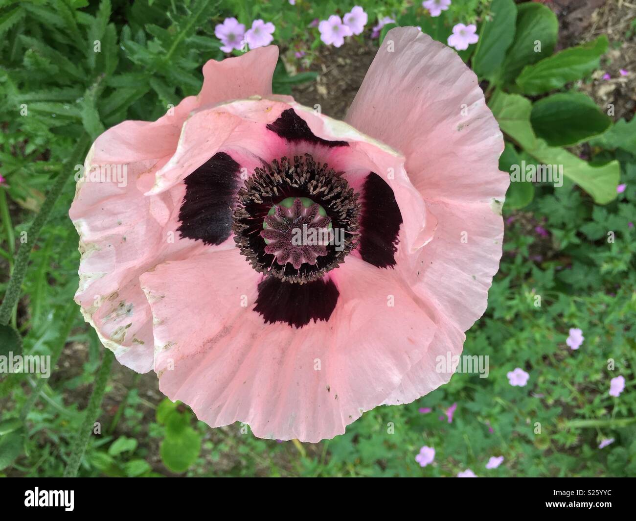 Large pink poppy with dark stamens Stock Photo - Alamy
