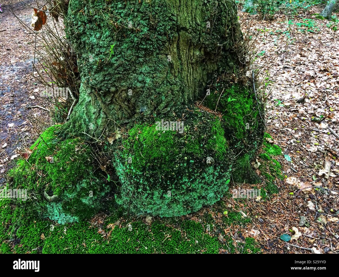 Bumpy lumpy hi-res stock photography and images - Alamy