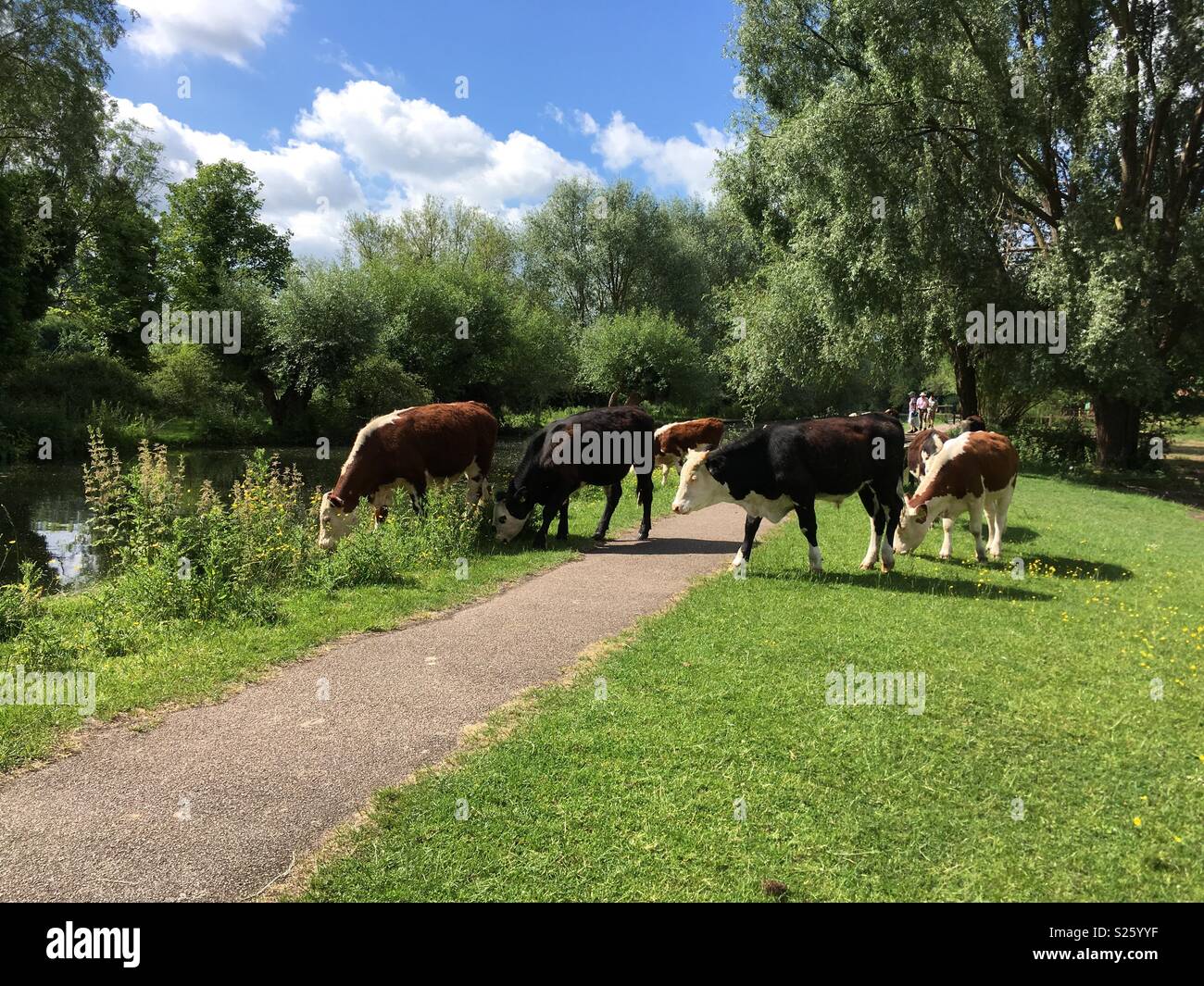 Cambridge Cows High Resolution Stock Photography and Images - Alamy