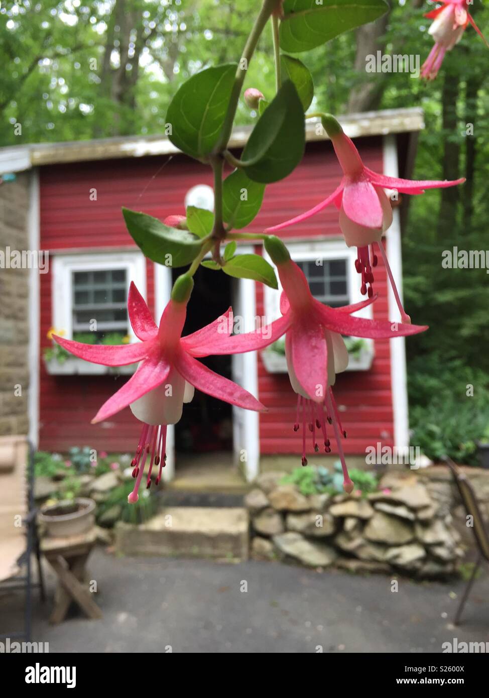 Fushia hi-res stock photography and images - Alamy