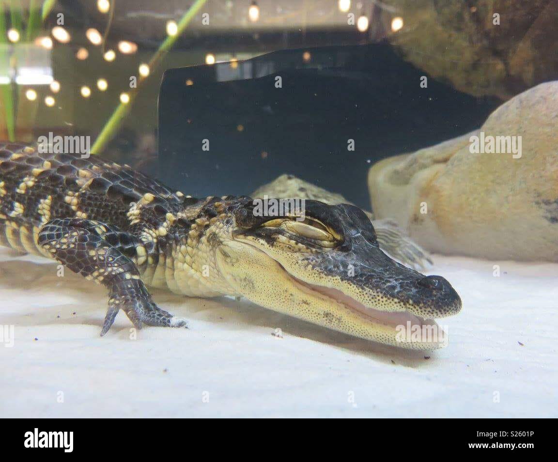 Alligator water tank hi-res stock photography and images - Alamy