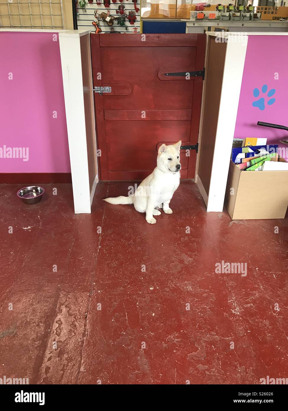 First day at puppy day care Stock Photo - Alamy